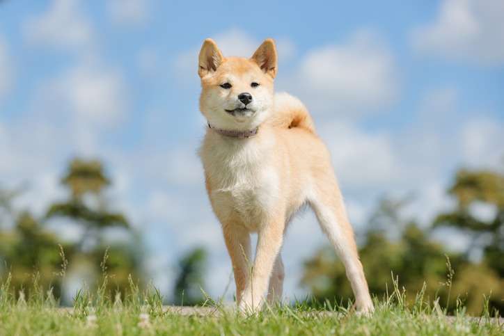 The Canaan Dog – The National Dog of Israel - Israel Inside Out
